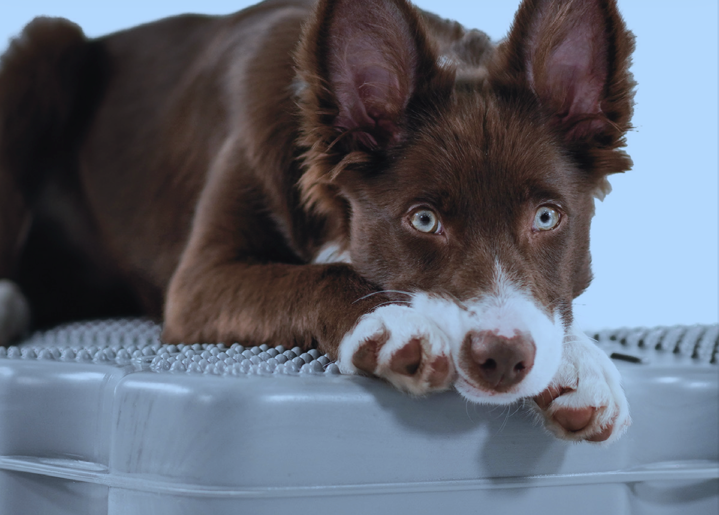 Platforms – Pet Tutor® by Smart Animal Training Systems